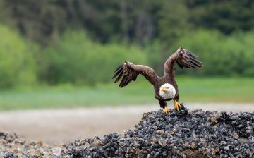 Journeys on a Trawler | Adventures aboard the DeFever 49 ADVENTURES